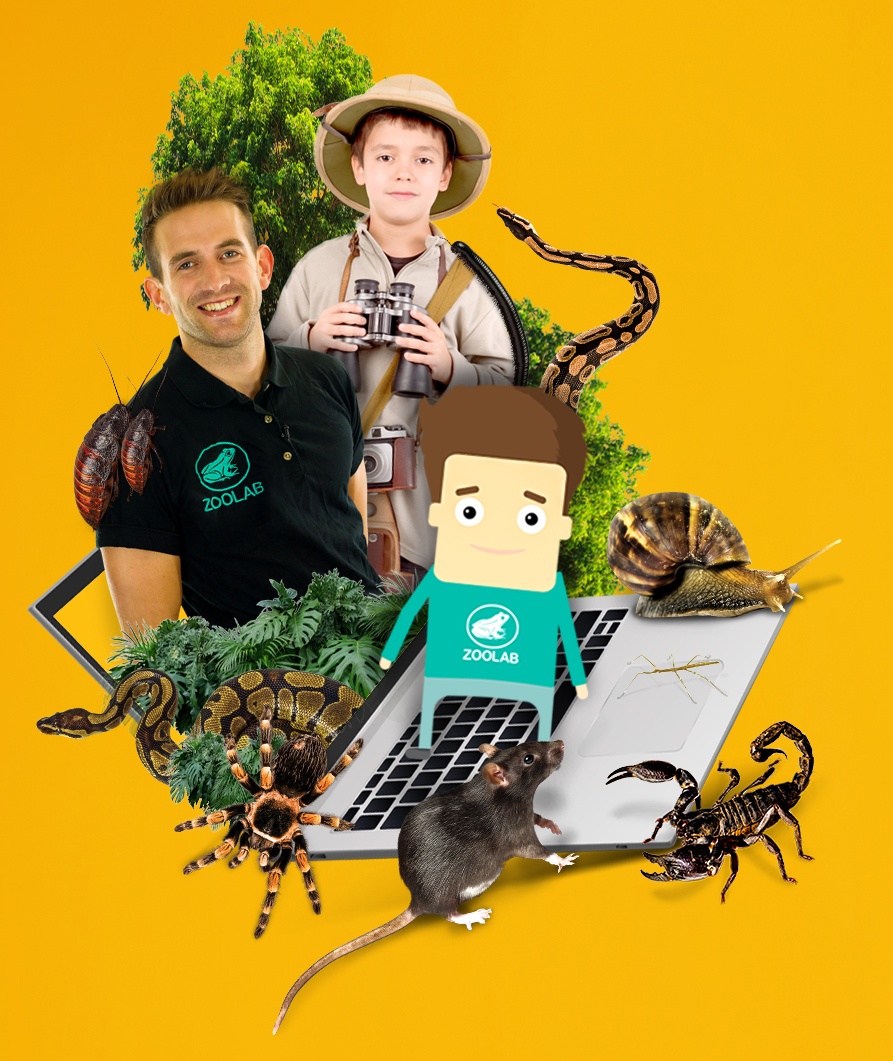 ZooLab Digital – BESA LendED